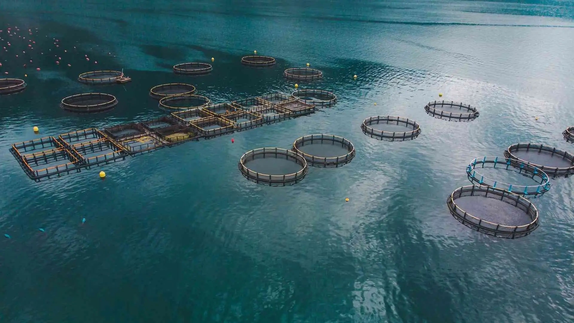 Troisième producteur mondial de poisson, l'Inde représente 8 % de la ...